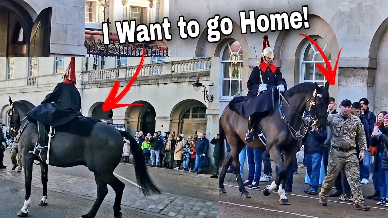 Horse "SPOOKED" by People's Loud Voices makes Everyone Panic! - YouTube