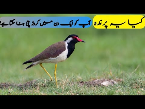 Red wattled lapwing (Tateri) | Interesting Facts| Hindi - YouTube