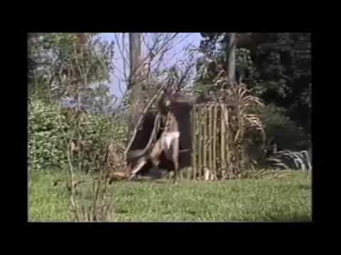 El brujo Barbujo música de nuestro lindo programa “las aventuras del ...