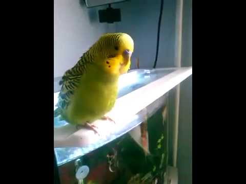 попугай Кеша болтает