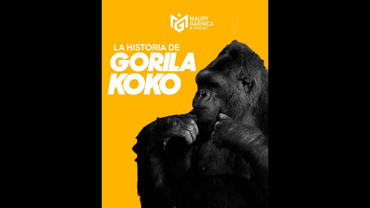la HISTORIA de la GORILA KOKO - YouTube