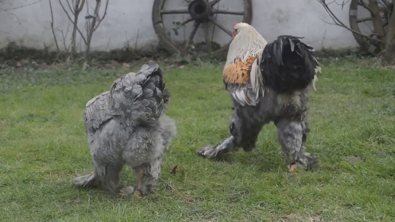 Blue Silver Orange Brahma..Görseldir (BSO Brahma) - YouTube