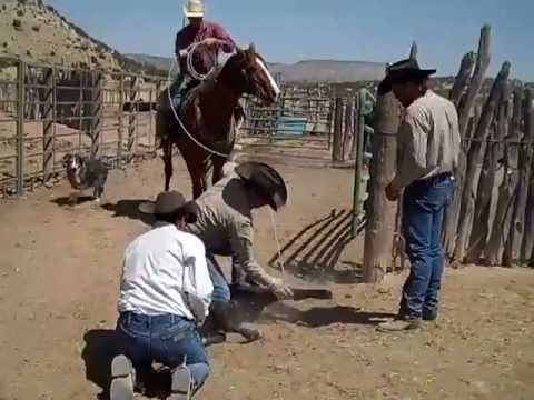 Haythorn Ranch Gelding Boyd Ranch 2011 Branding - YouTube
