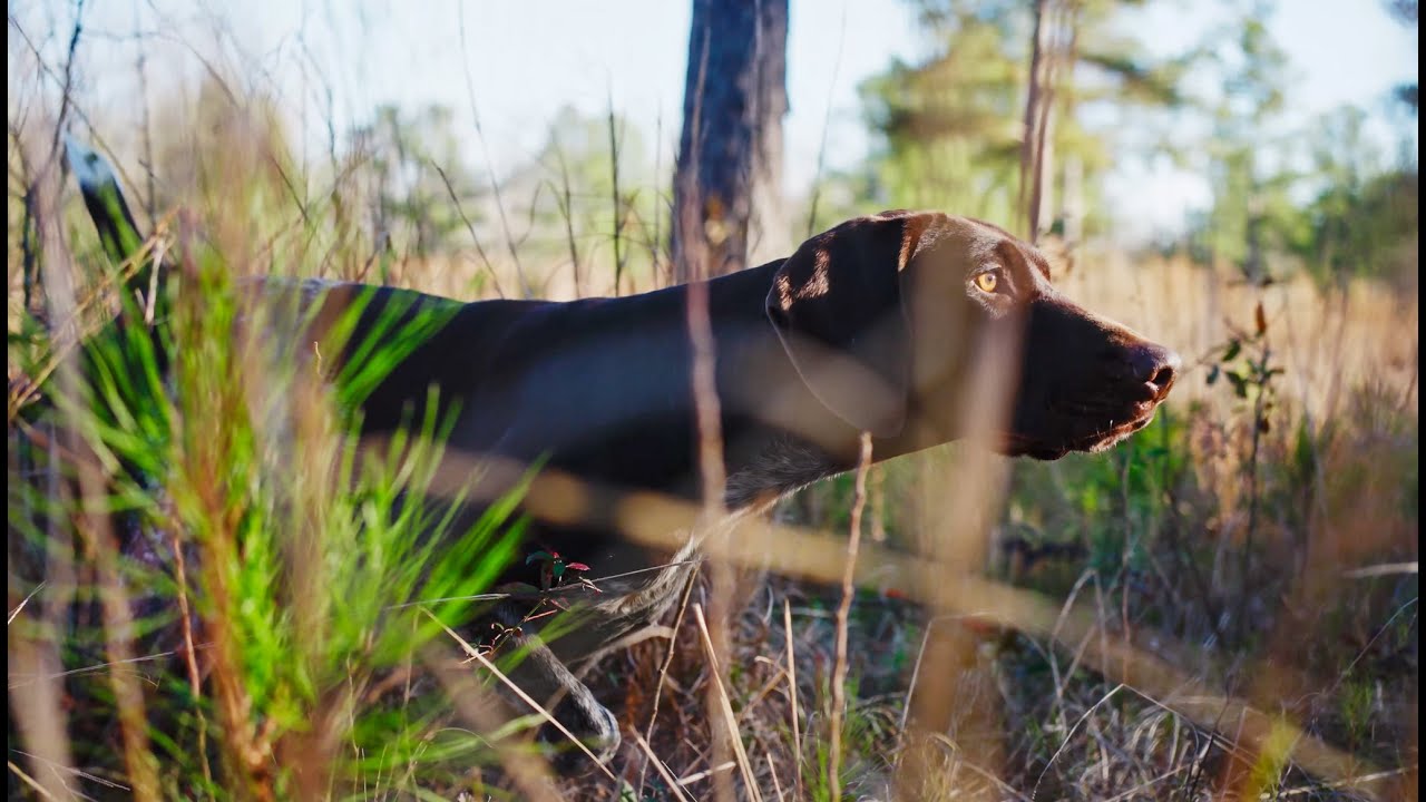 Diamond Bird Dogs - Development Series - YouTube