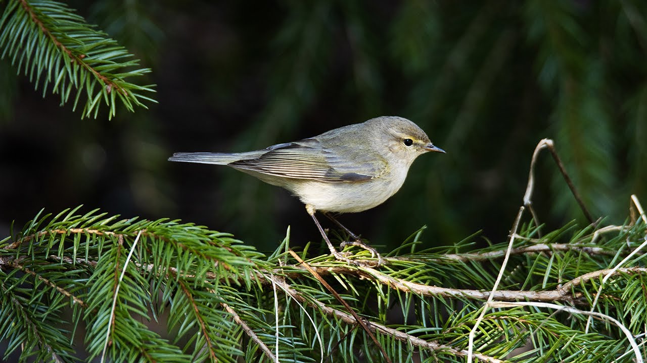 Väike-lehelind ehk silksolk. Linnulaul. - YouTube