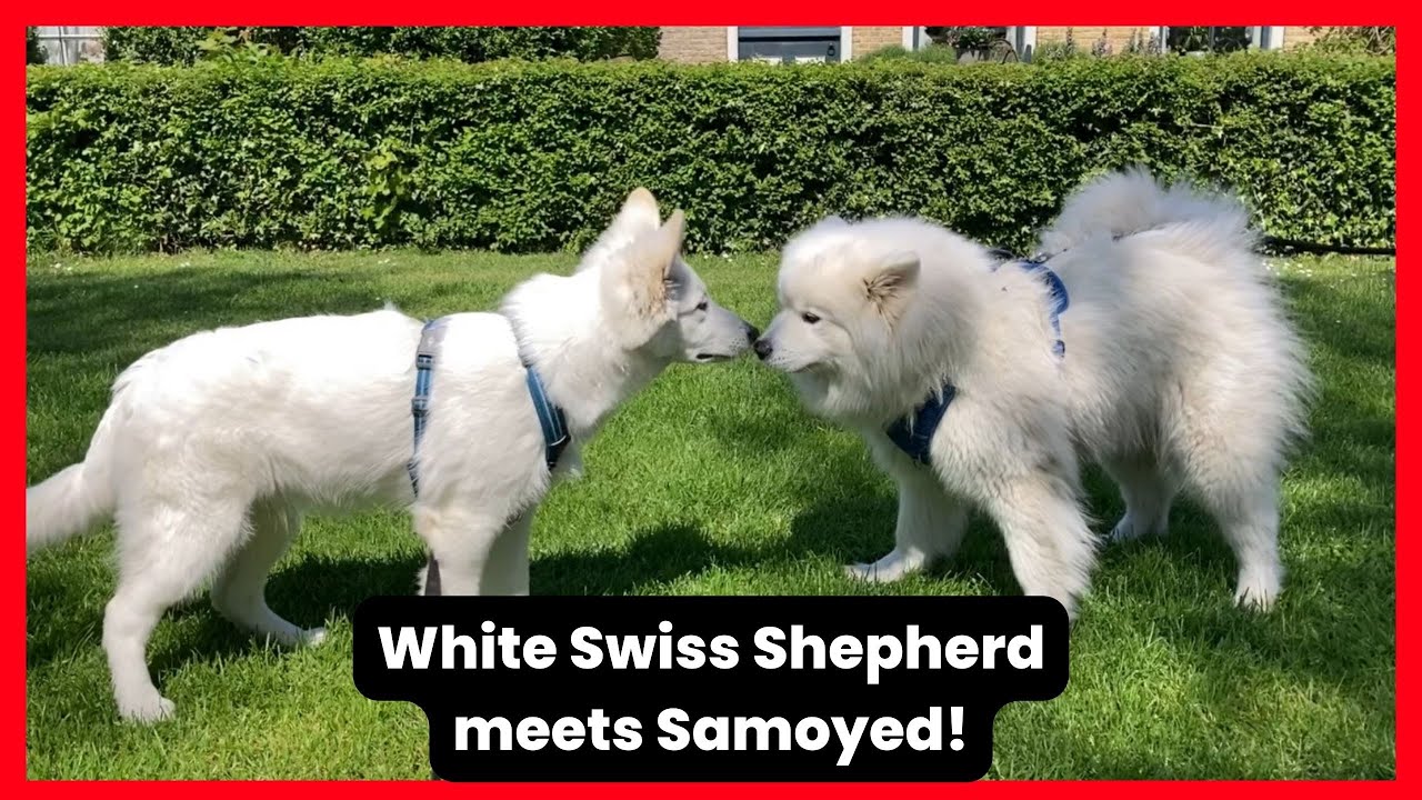 White Swiss Shepherd and Samoyed - Meeting Each Other! - YouTube