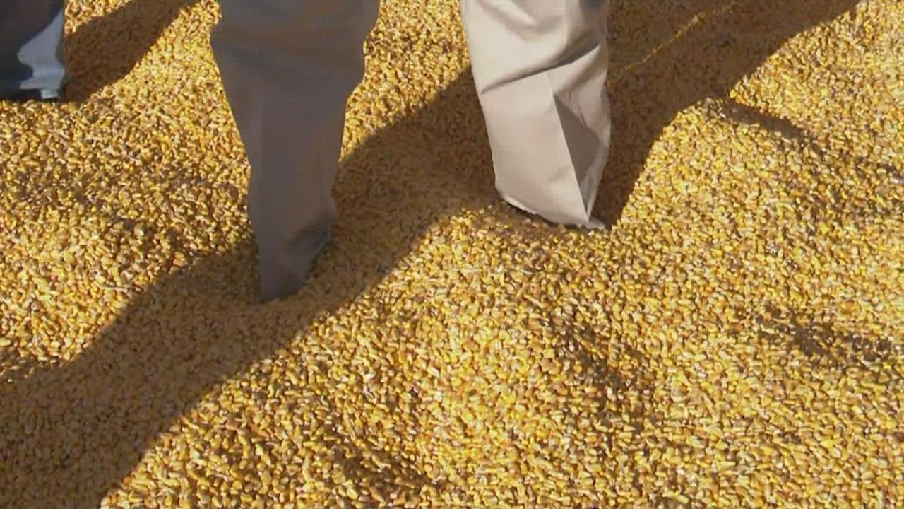 'It's corn': WHAS11's Reed Yadon stands in corn pit at Gallrein Farms ...