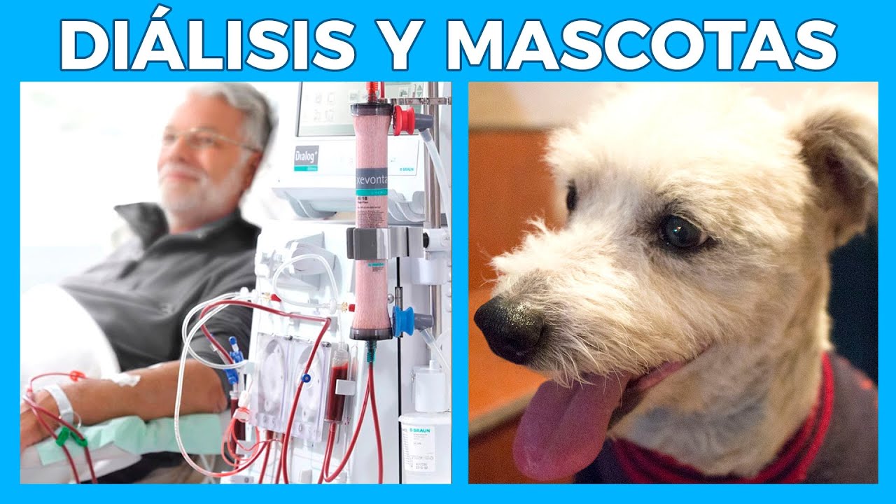 DIÁLISIS Y MASCOTAS 😱 Puedo tener MASCOTAS con Insuficiencia Renal Crónica | Junica IRC - YouTube
