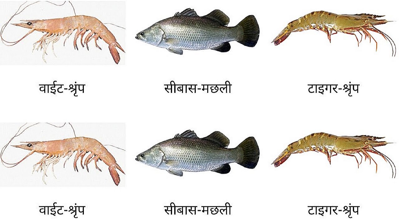 Sea Bass Fish Farming In India at Vincent Flora blog