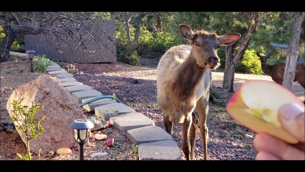 Payson Feeding the Neighborherd Elk - YouTube