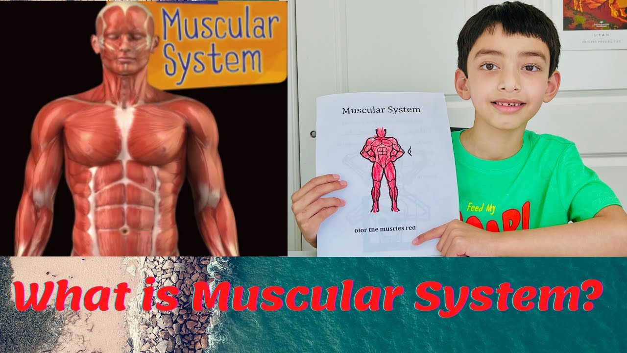 What Is Muscular System YouTube What Is Muscular System YouTube
