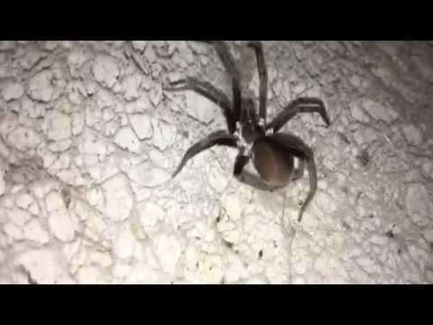 Spiders under Hell's Bridge - Xeric Bayou - YouTube