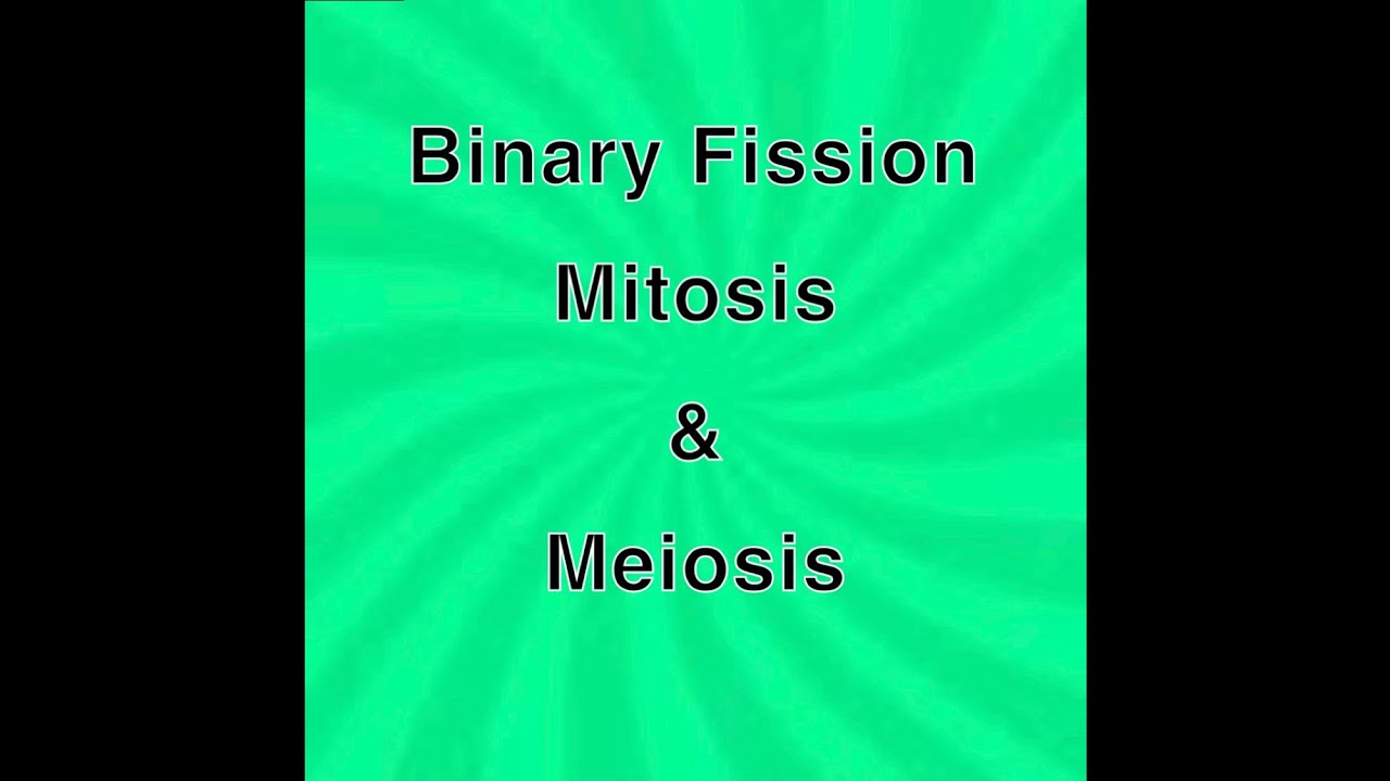 binary fission, mitosis & meiosis song. -by georgia - YouTube