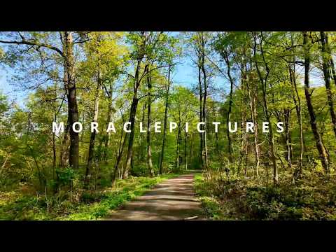 Relaxing Walk in a German Forest 🌲 | Peaceful Nature Sounds & Scenery (4K)