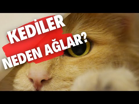 KEDİLER NEDEN AĞLAR? l Kedilerin Hisleri ve Duygu Geçişleri. #HayvanlarAlemi