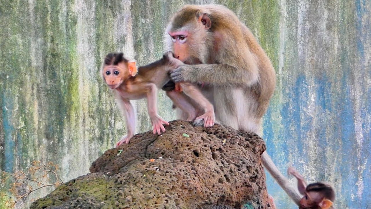 Why does Monkey like to do such things, it makes the child very shy ...
