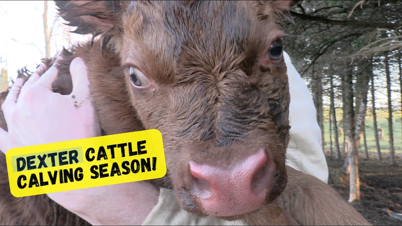 Dexter Cattle Calving Season! - YouTube