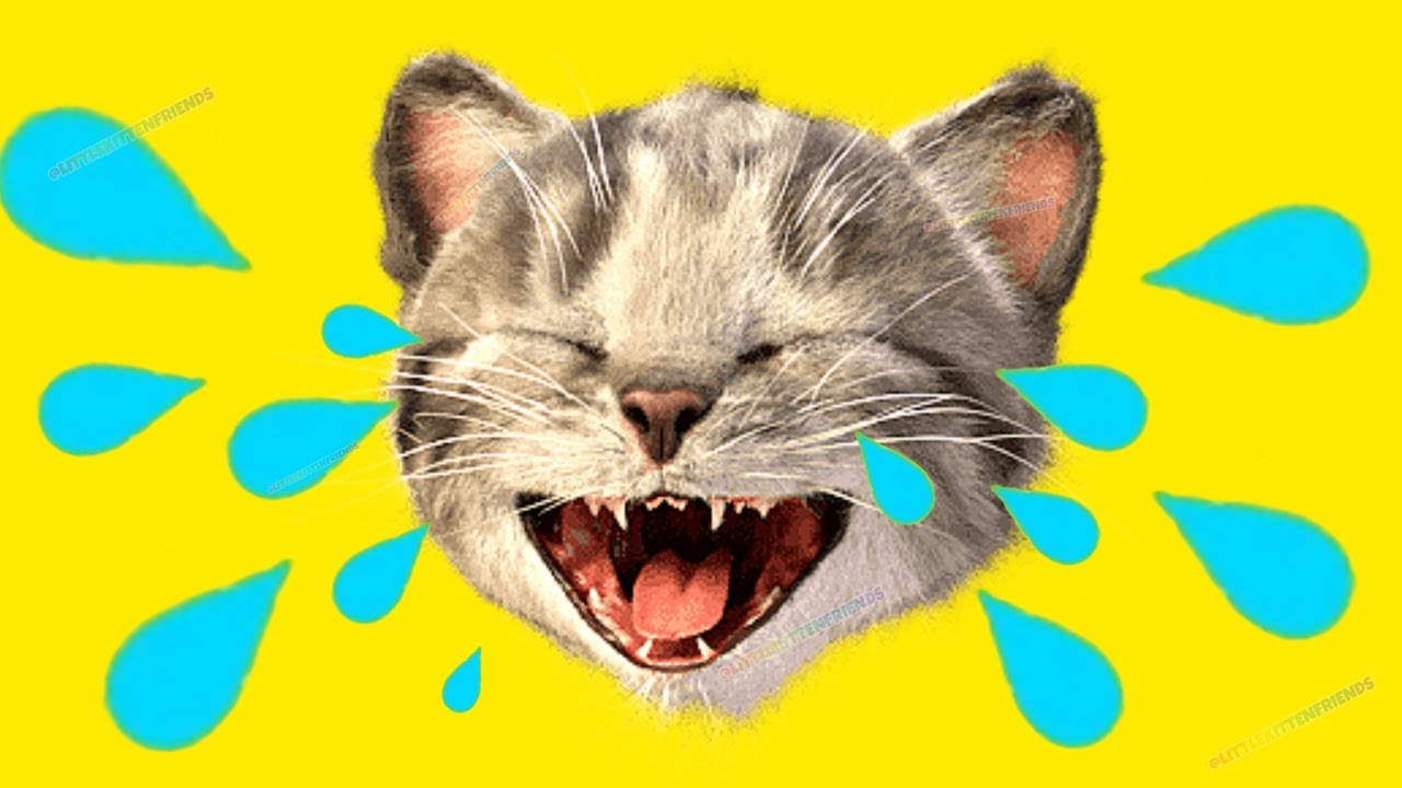 Animated Little Kitten friends Adventure REAL CAT Preschool and ...