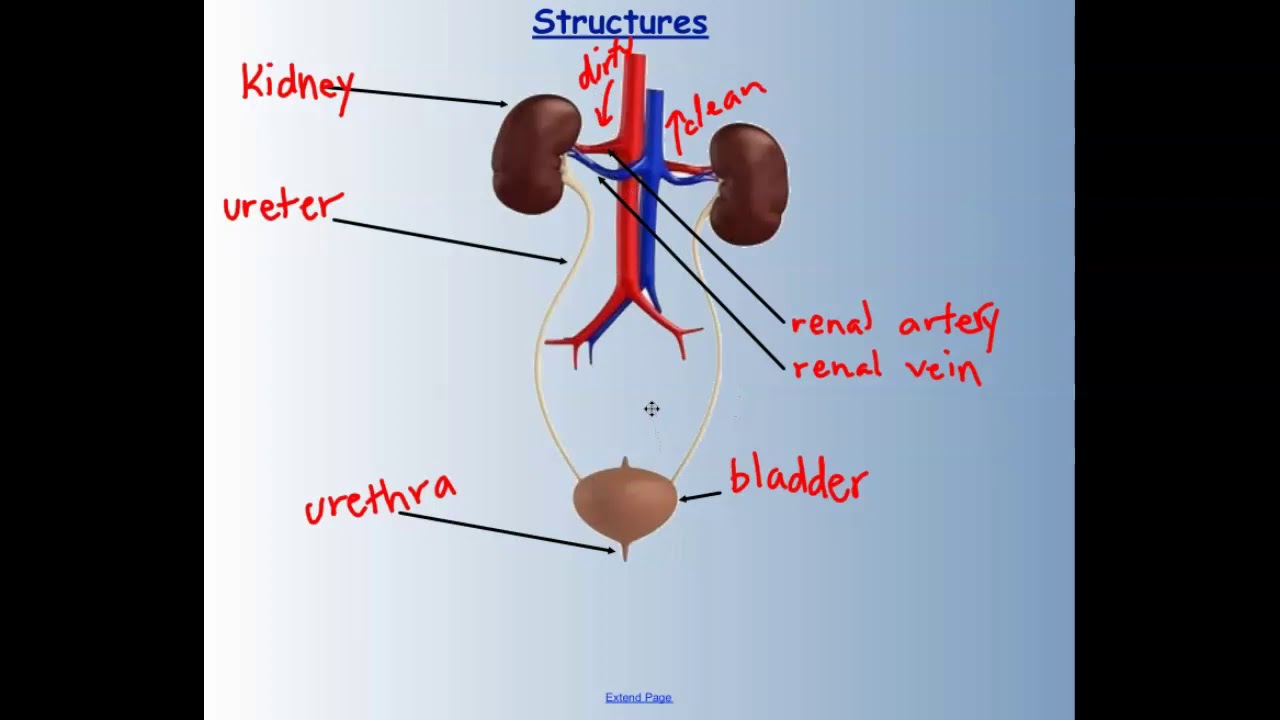 Introduction to Excretion - YouTube