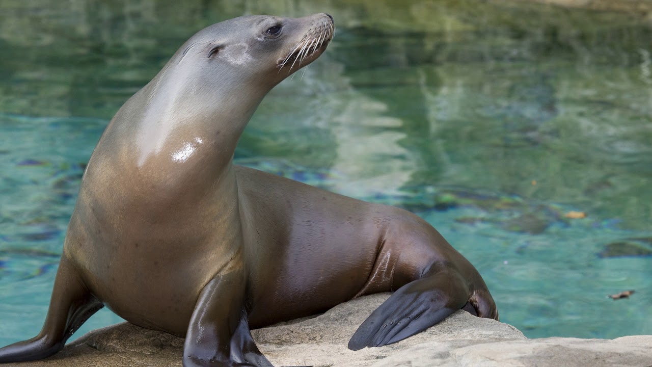 Sonido de FOCA - Sonidos de animales - YouTube