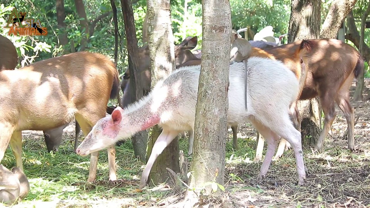 Deer and Monkey |Sambar Deer&Long-tial macaque| - YouTube