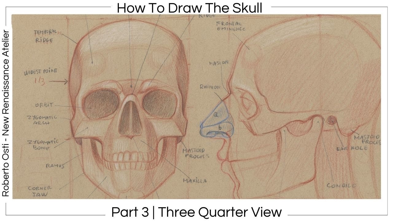 How To Draw The Skull Part 3 | Three Quarter View - YouTube