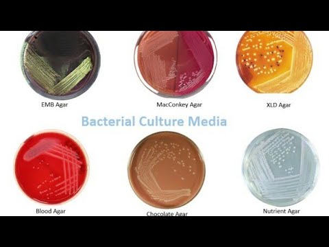 culture media in microbiology with diagram ll complete topic in one ...