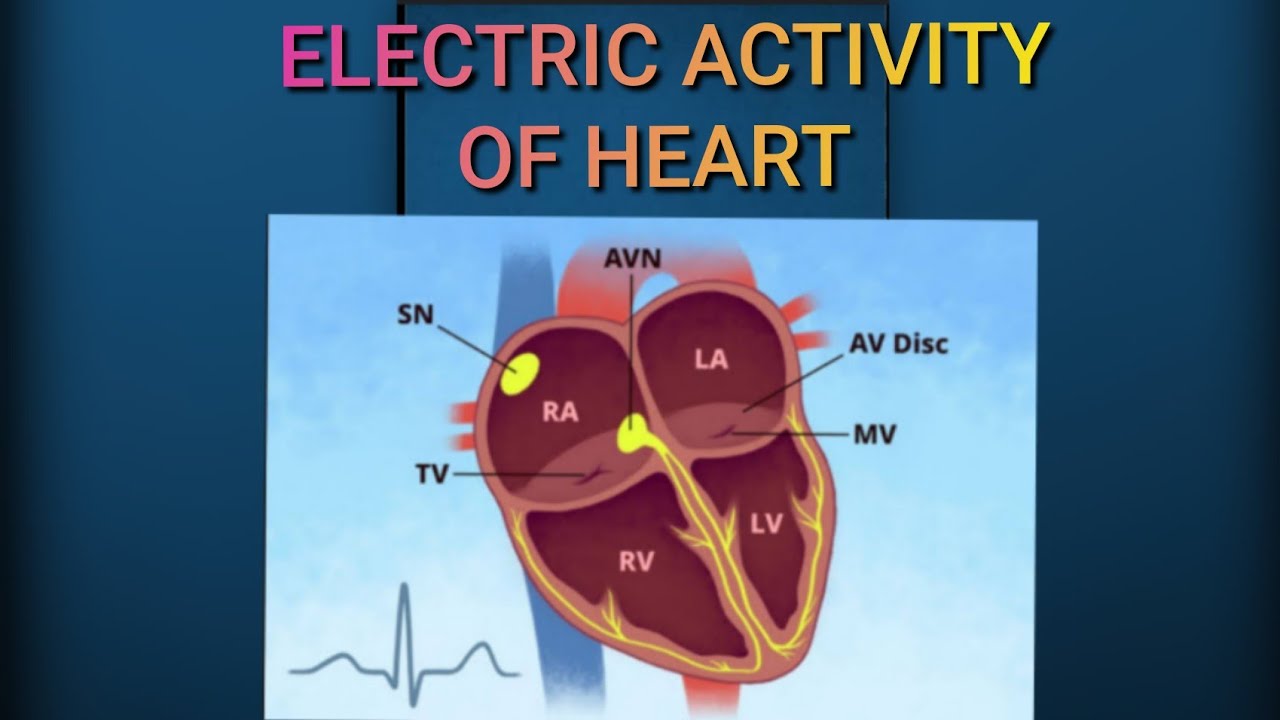 Electric activity of heart #viral #shorts #heart #video #nursingnotes# ...