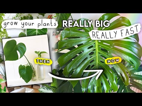 How To Grow Strong Indoor Plants