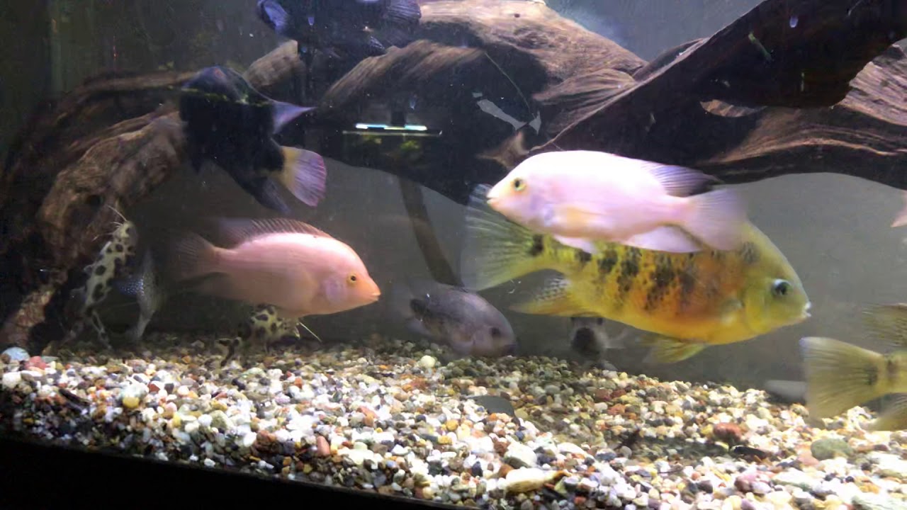 Synodontis Decorus - YouTube