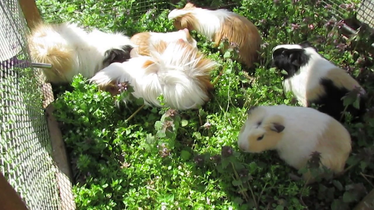 Guinea Pig Landscaping - YouTube