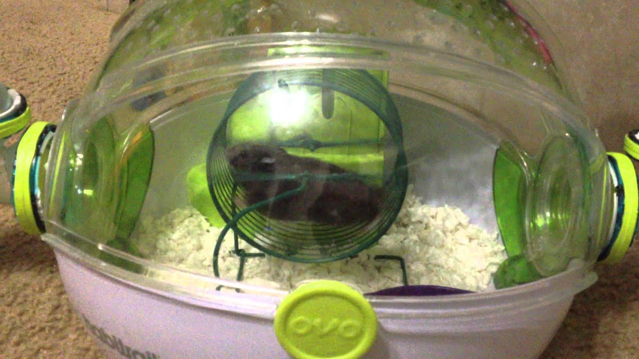 My Little hamster Pedro is playing - YouTube