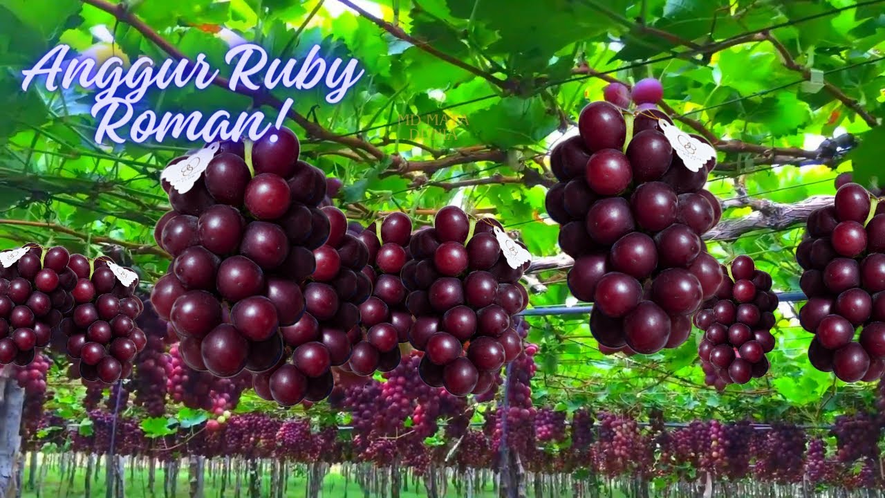 Harga Buah Anggur Ruby Roman sangat mahal # lalu WHY SO EXPENSIVE ...