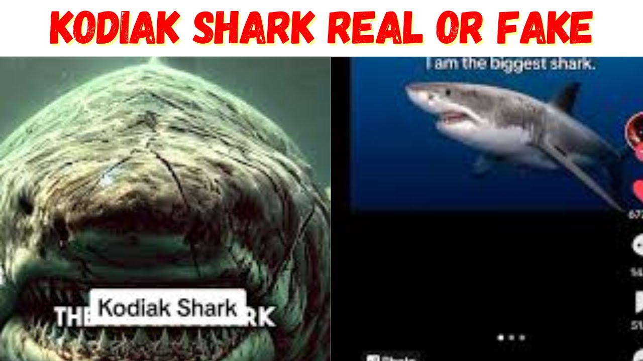 Kodiak Shark Real or Fake | Kodiak Shark Video Reality | Kodiak Shark ...
