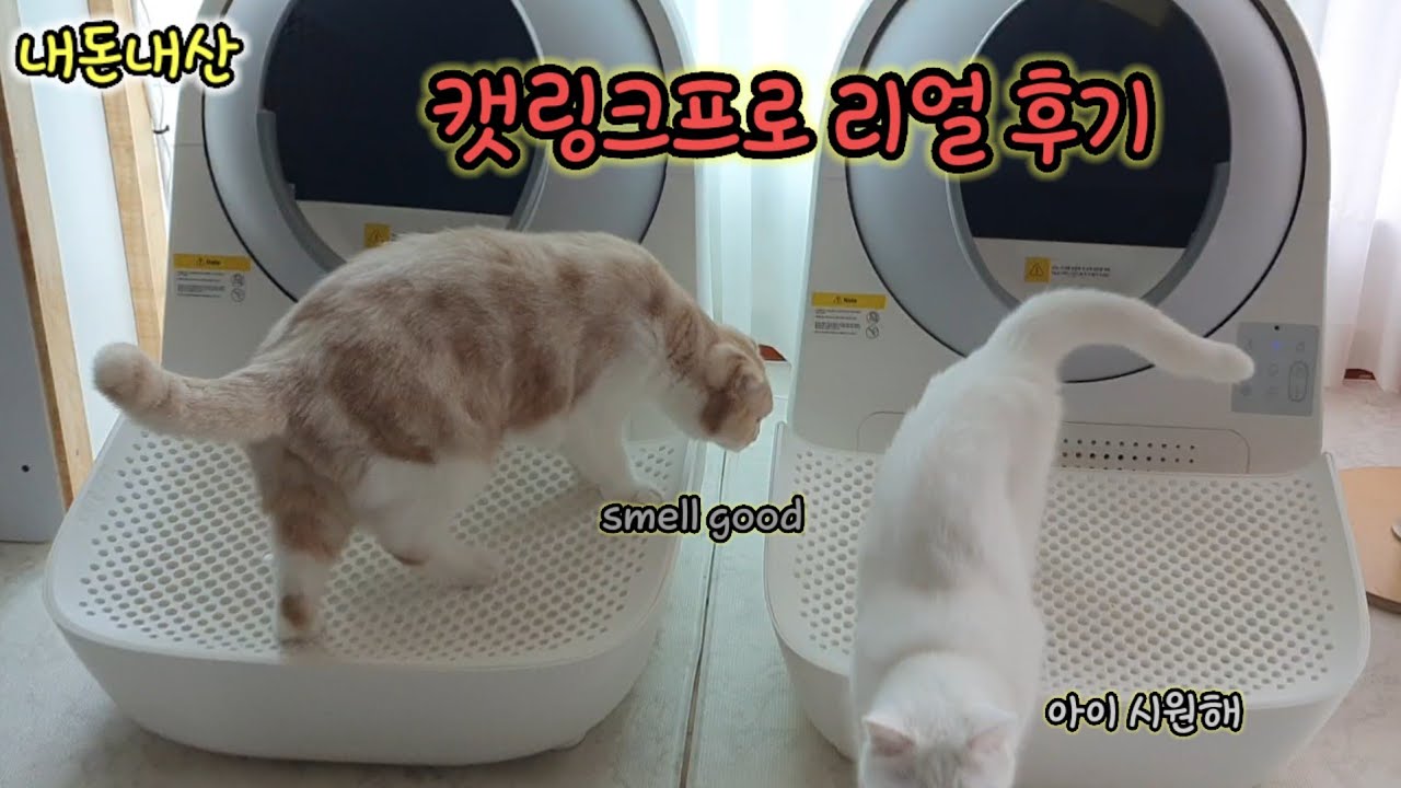 고양이 자동 화장실 (캣링크 프로 럭셔리) 리얼 후기^^ - YouTube