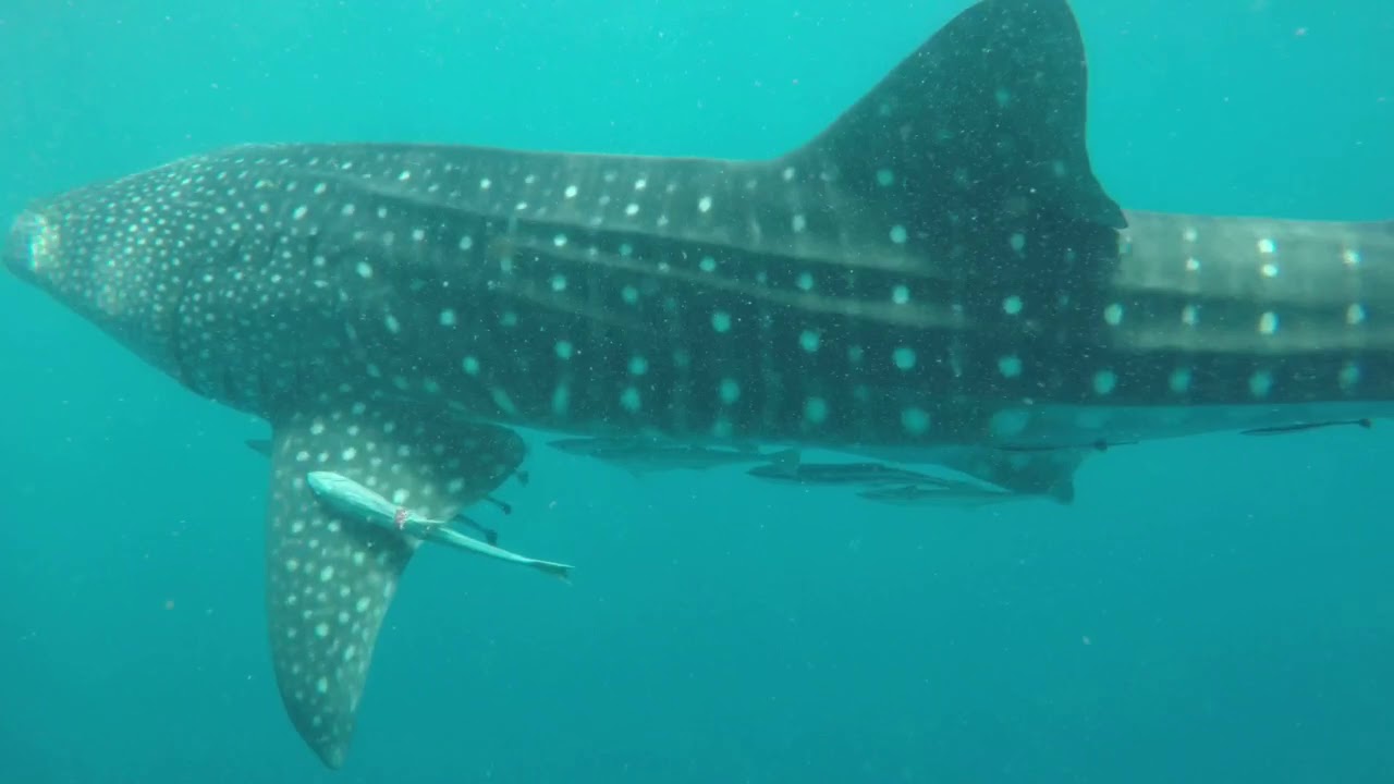 Whale shark encounter Diani Beach Kenya - YouTube