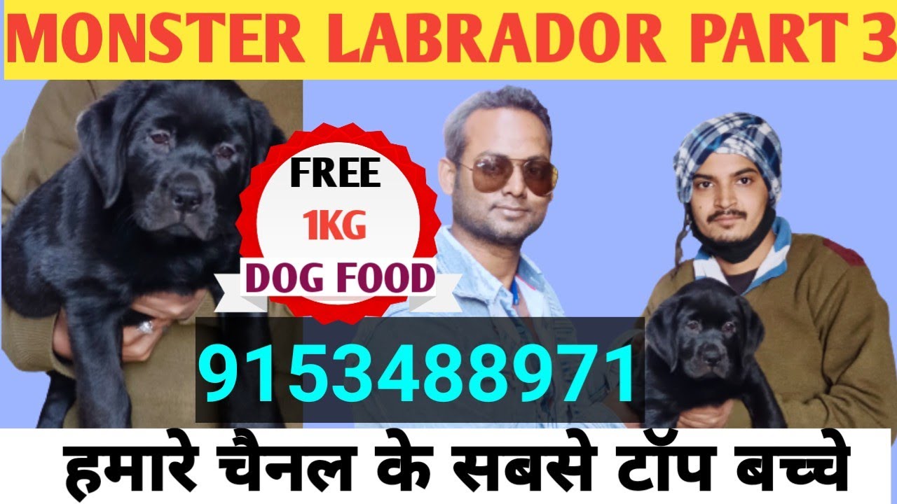 Monster Labrador part 3 || Show Quality Labrador puppy || Black ...