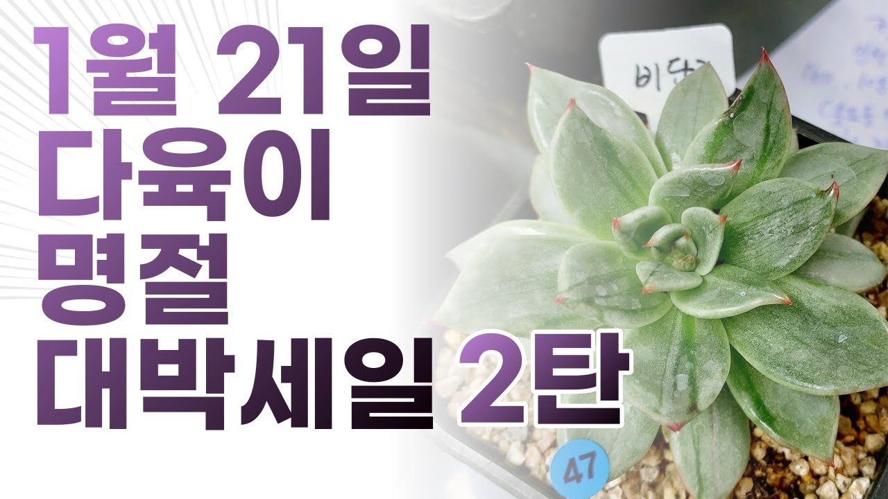 판매완료 1월 21일 다육이 ☀️명절 대박세일 2탄☀️ 새해 복 많이받으세요🙏 다육이 다육이창 금다육 다육이키우기