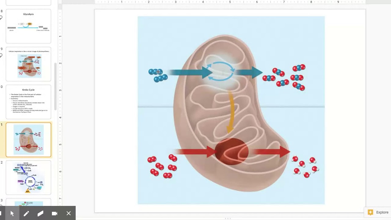 Cellular Respiration Video Notes - Google Slides - YouTube
