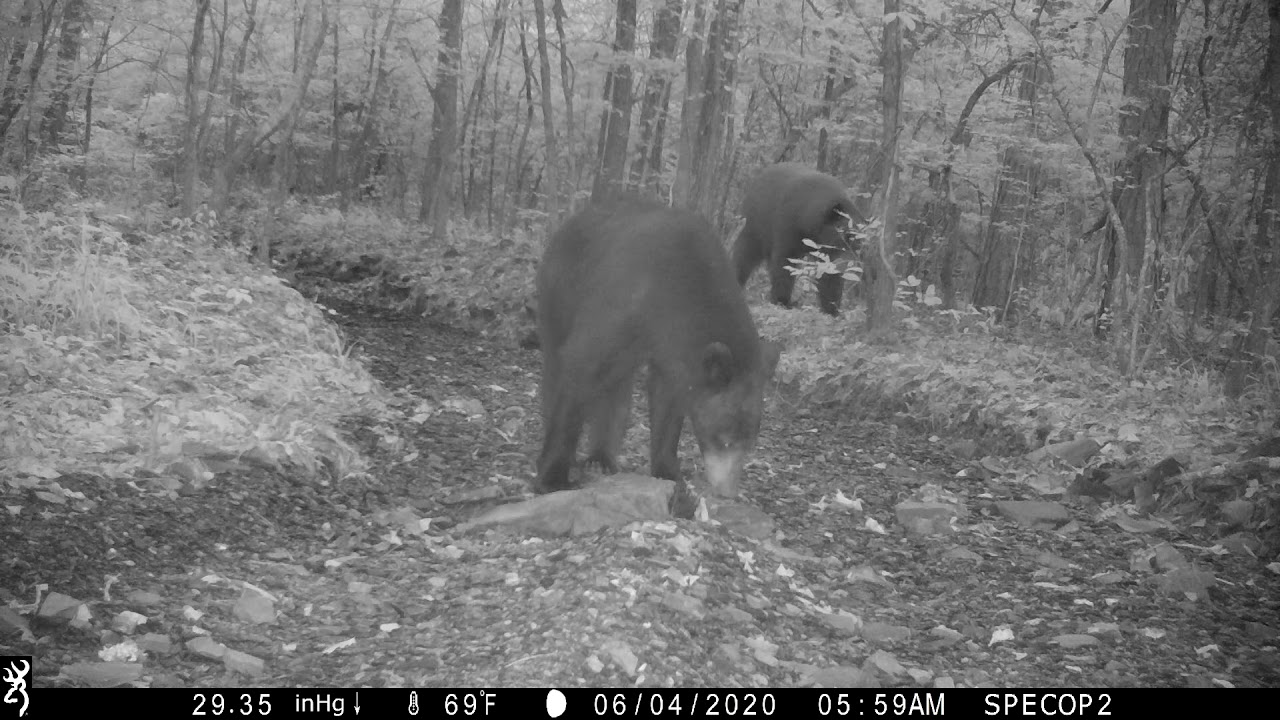 Oklahoma Bear 3 - YouTube