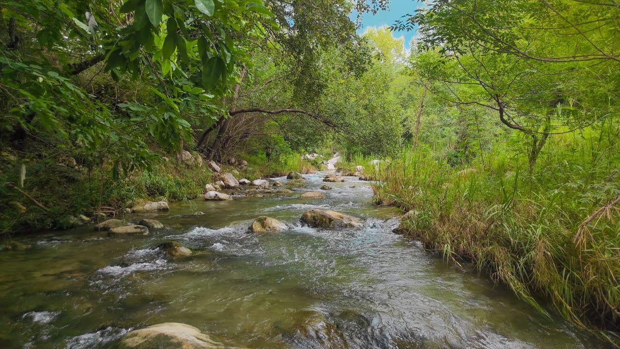 Nature's Symphony Serene River Sounds Forest Streams, Birdsong ...