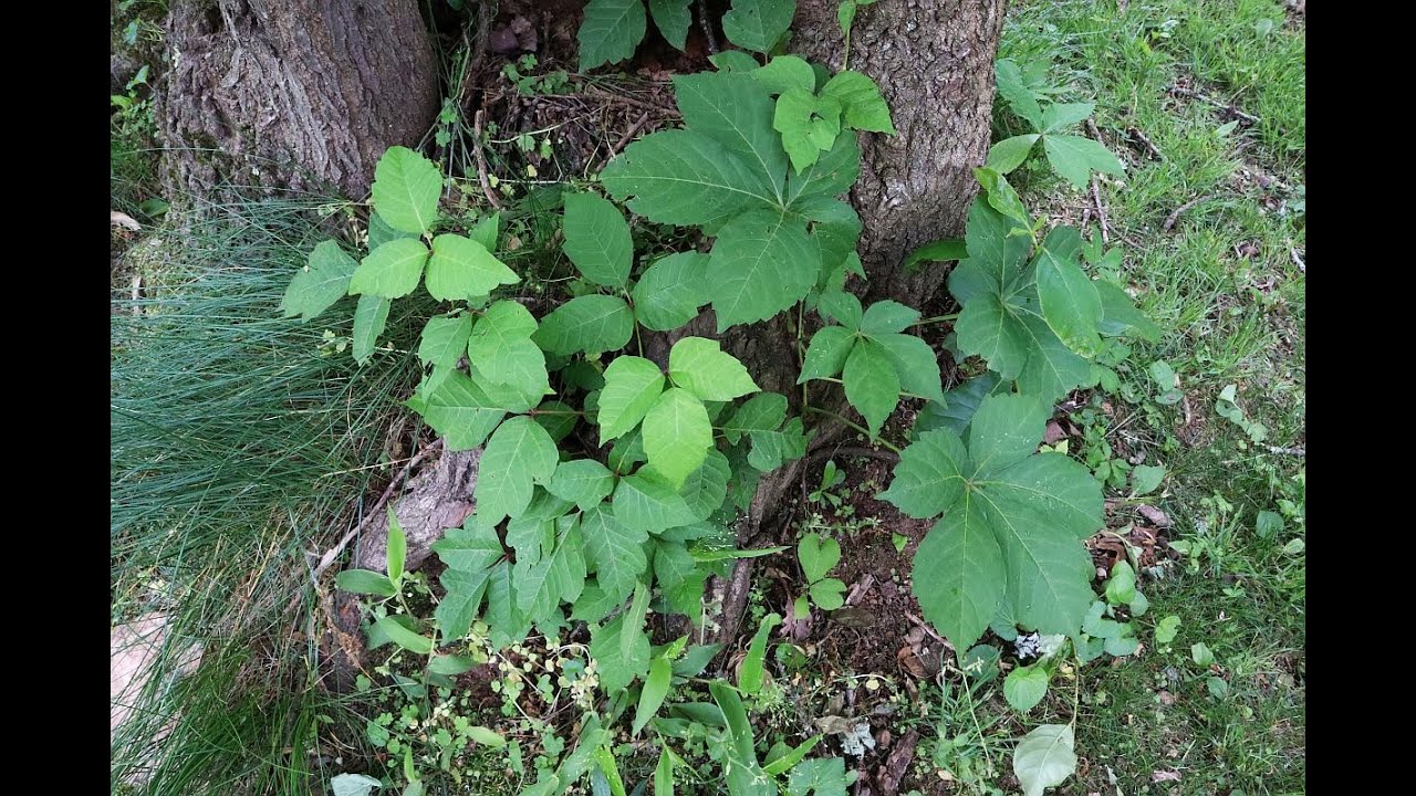 Plants That Look Like Poison Ivy But Arent Touch Me Nots: Poison Ivy,