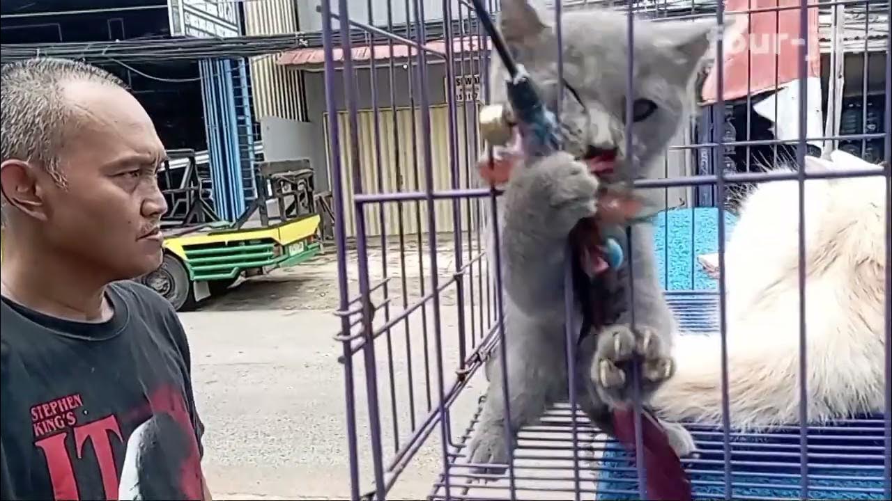 ceger, daki & eyen sunbathing in @FOUR-JCATS - YouTube