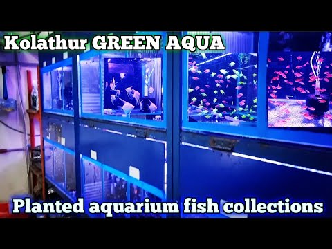 Kolathur Green Aqua || planted aquarium fish collections - YouTube