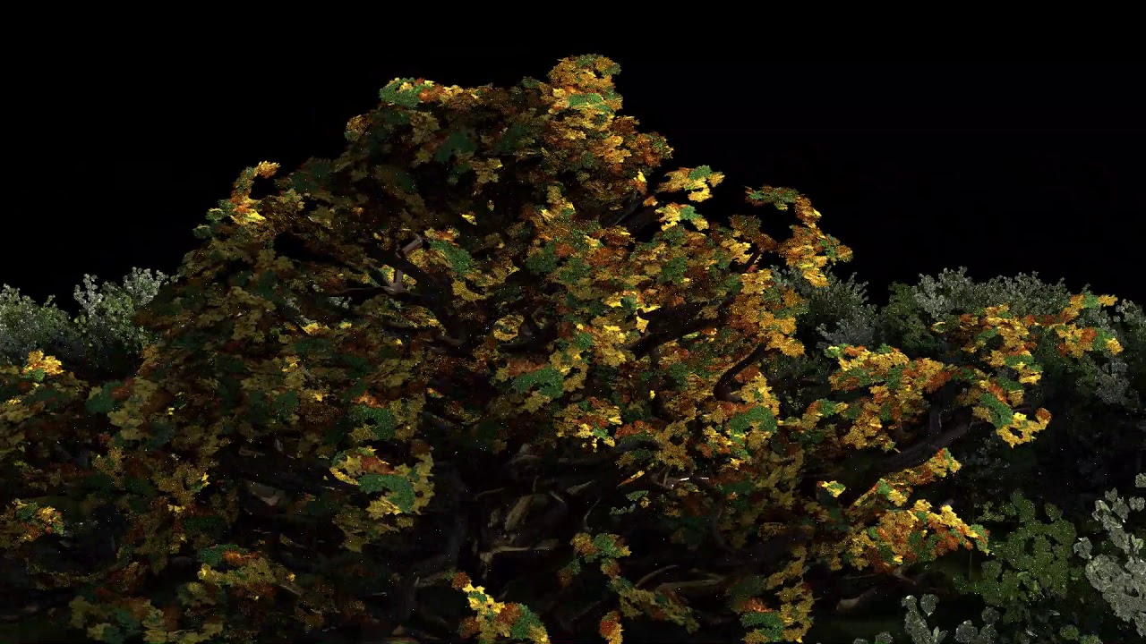 Big Tree Animation - YouTube