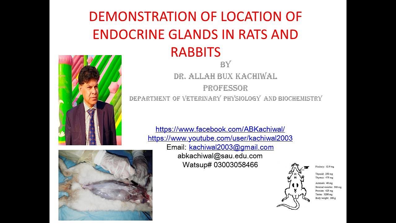 DEMONSTRATION OF LOCATION OF ENDOCRINE GLANDS IN RAT, CAT AND RABBIT ...