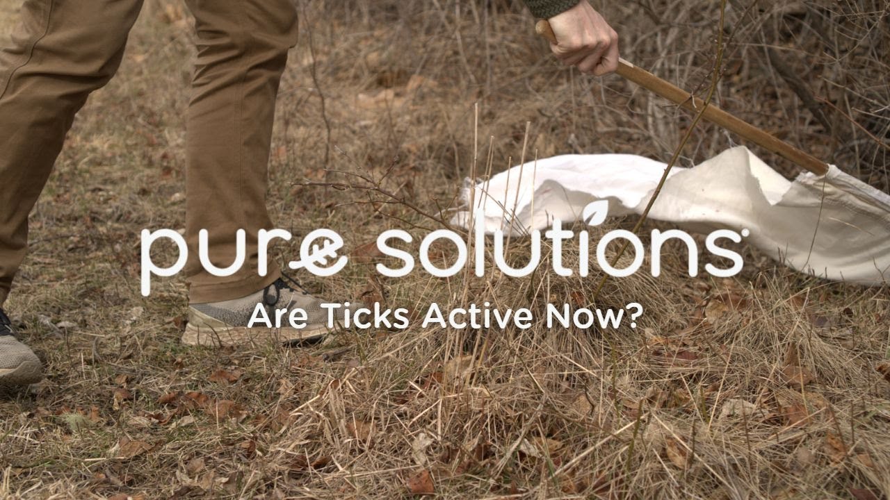 Are Ticks Really Active Now? Tick Flagging in February - Pure Solutions ...