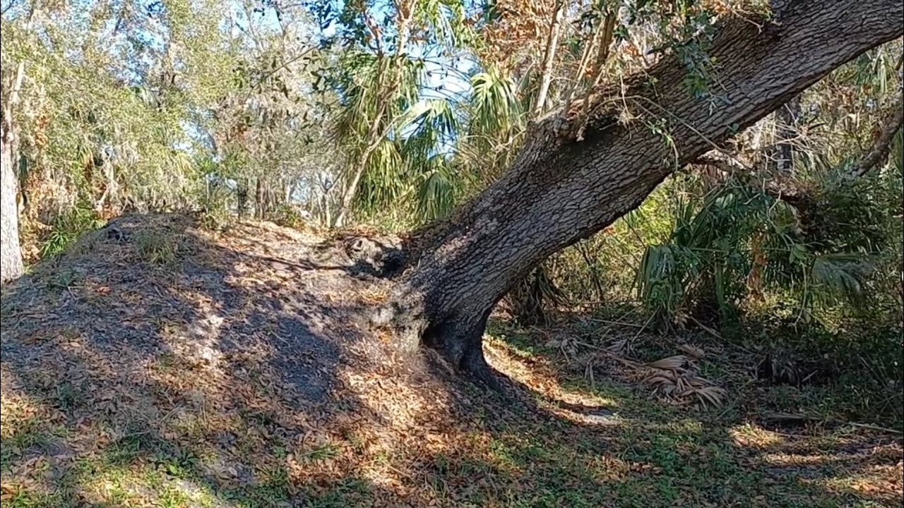 #hurricane #milton #fallen #liveoak #huge #tree survives!! - YouTube