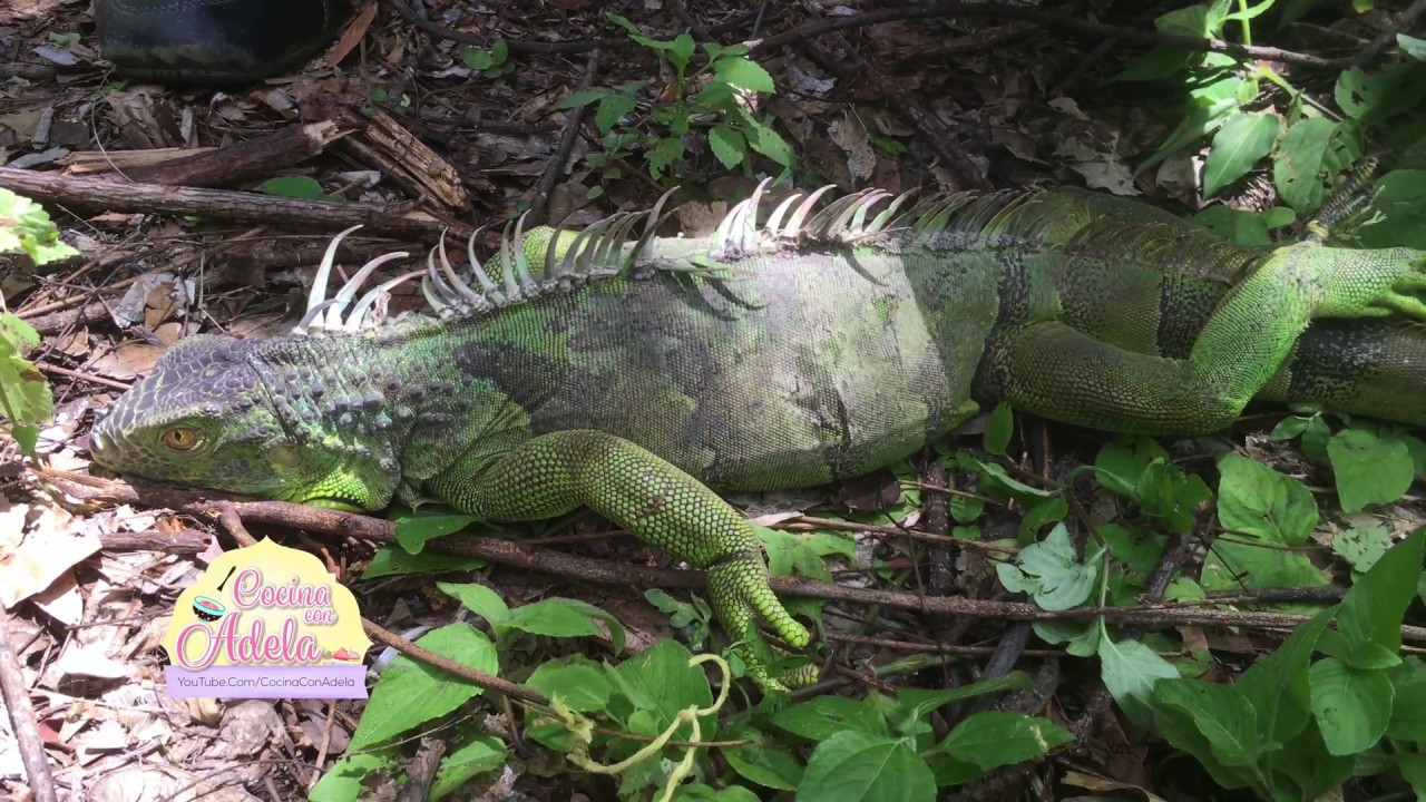 Liberando garrobos que compre a la orilla de la calle en El Salvador ...