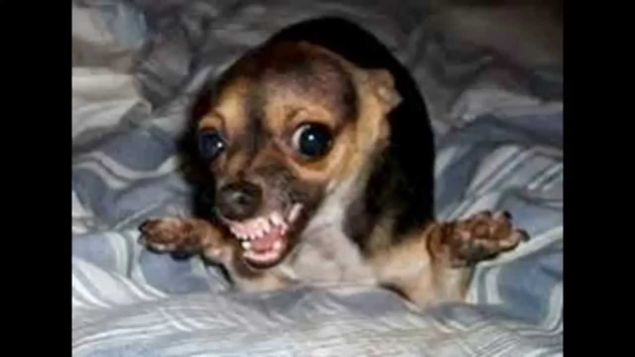 Imagens Engracadas De Cachorros - BRAINCP